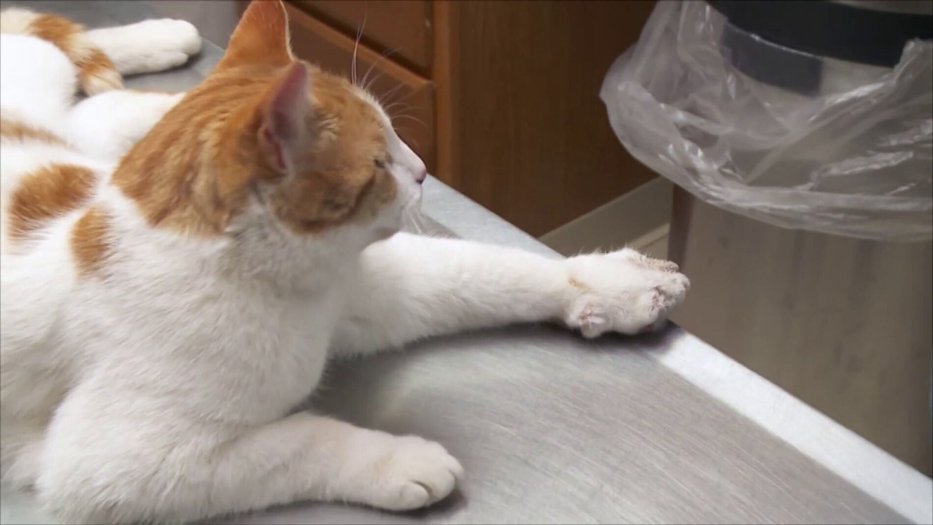 ¿Qué ha provocado la hinchazón en la pata de este gato?