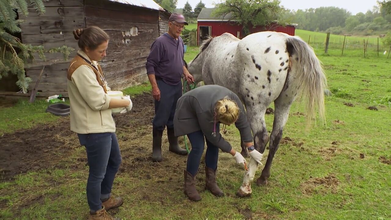 Hallie, una yegua descendiente del famoso caballo de carreras Secretariat