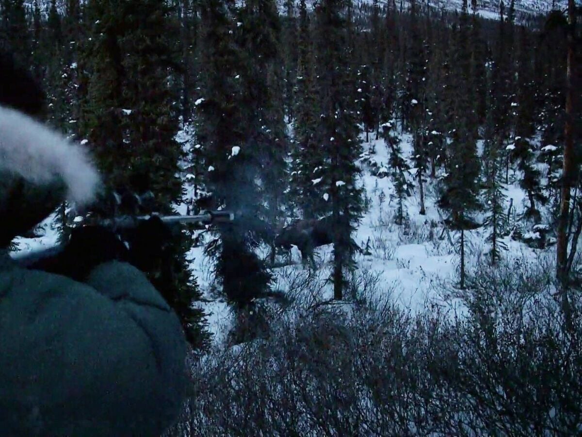 Alce ártico En La Nieve