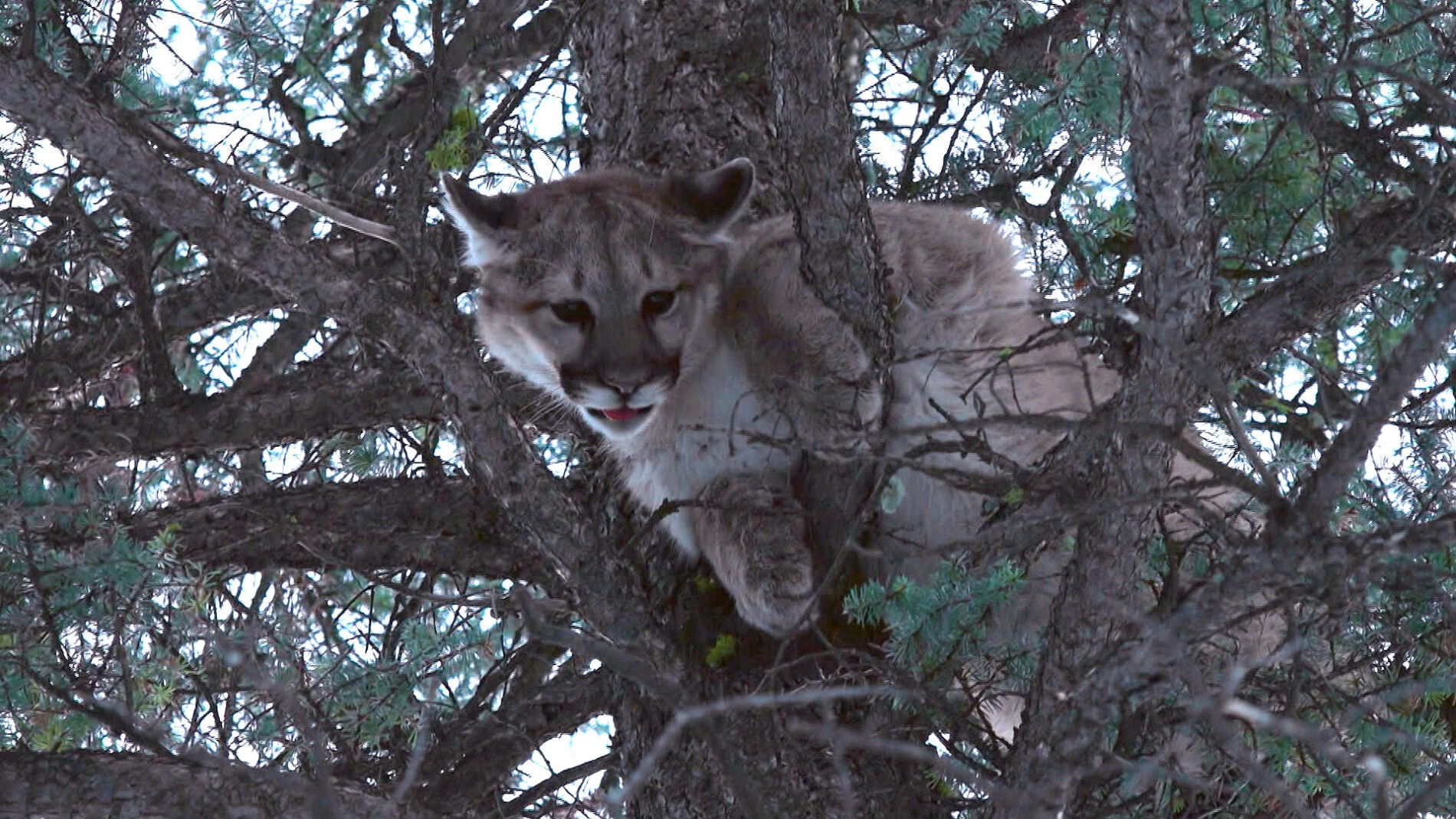 VÍDEO - MOUNTAIN MEN: Un puma ataca por sorpresa a Jake en 'Mountain men'