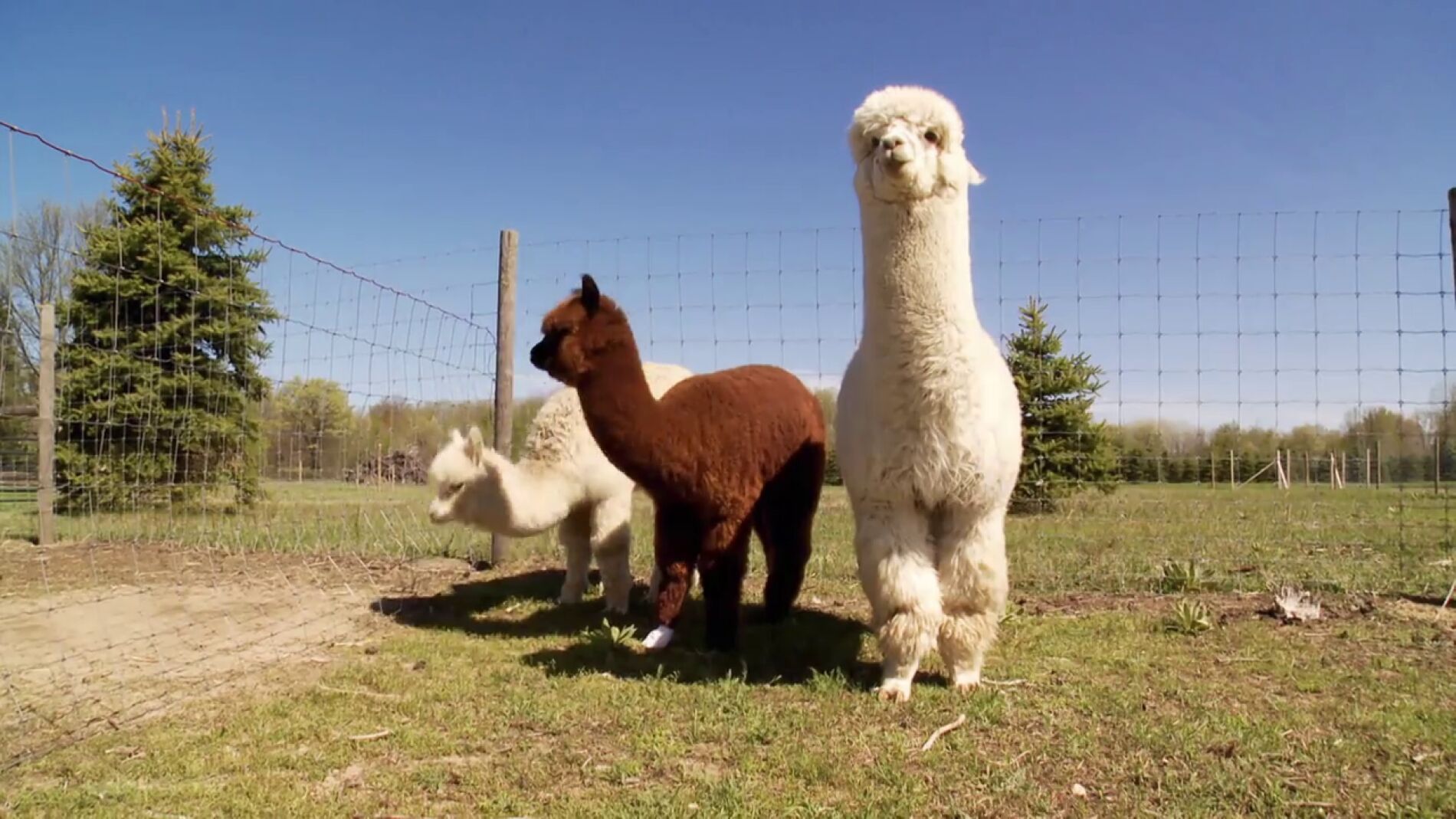 ¿Para qué se usan las Alpacas? Una criadora nos lo cuenta