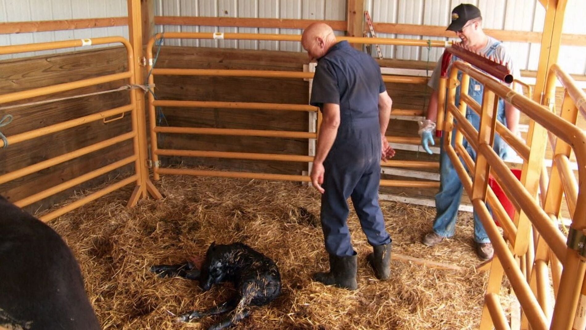 Con cadenas y cuerdas, así es el parto de una vaca primeriza