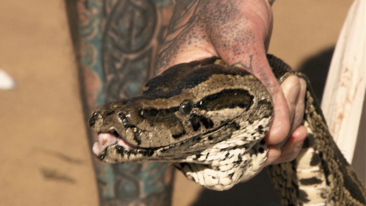 Salvar a una pitón de casi cuatro metros que piensan es la ...