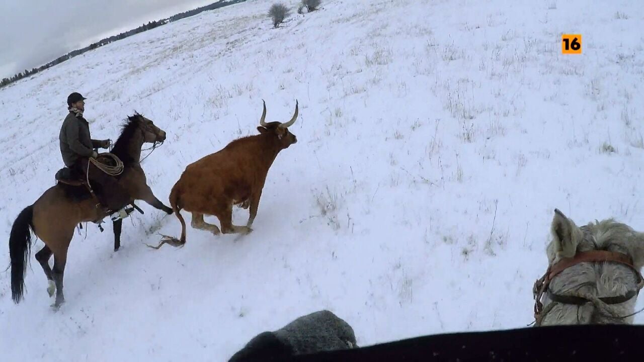 'Mountain men' regresa el lunes a Mega con nuevos programas de estreno